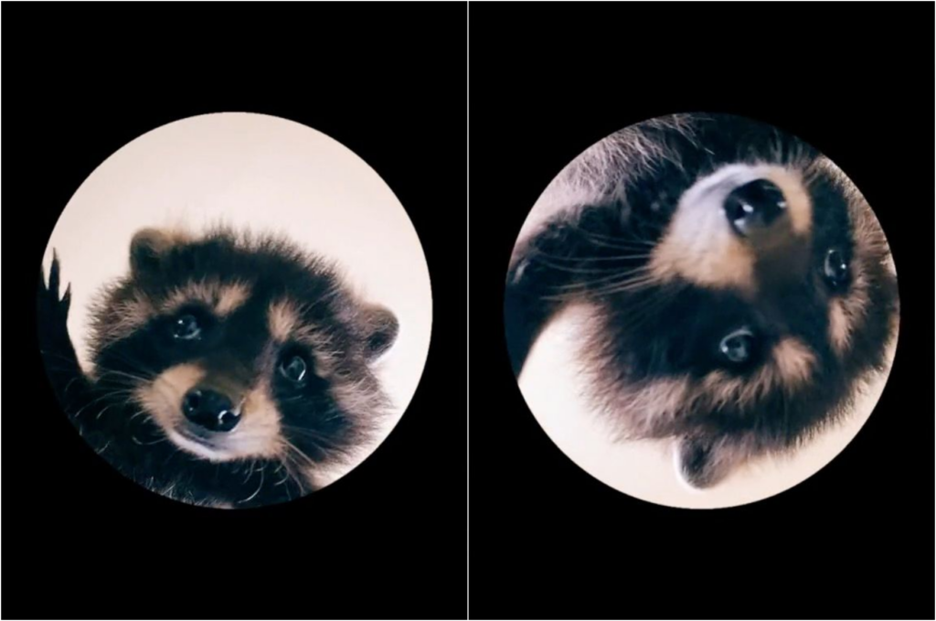 'Pedro, pedro, pedro': como guaxinim fez música italiana viralizar